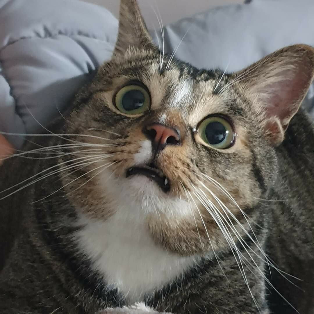 대충 고양이 놀라는 짤 - OP.GG