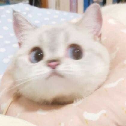 옵지 모바일에서 사진 저장하는 법 - OP.GG