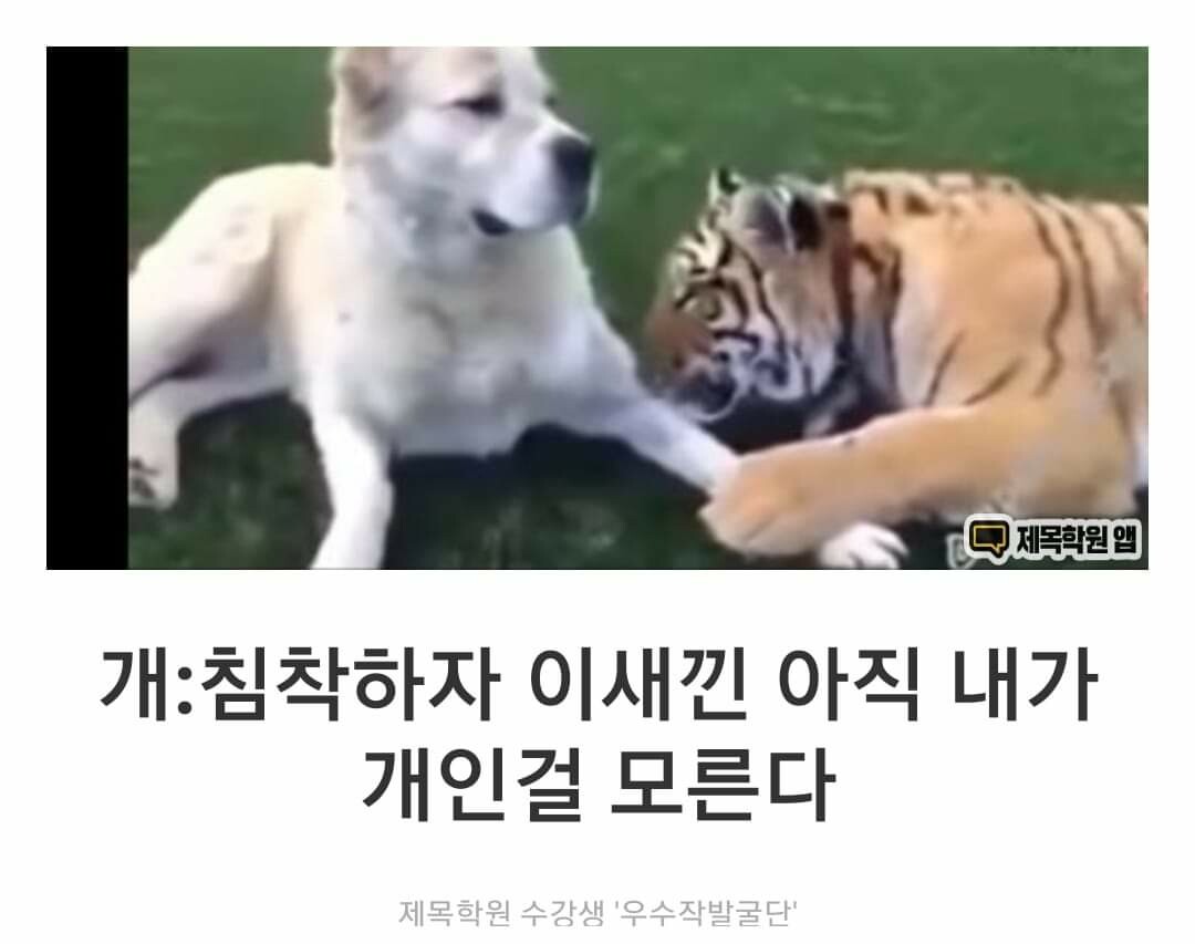 정신없는 동물들 - OP.GG